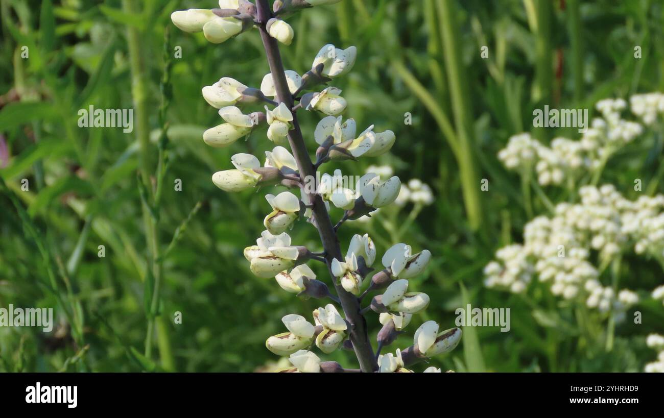 white wild indigo (Baptisia alba Stock Photo - Alamy