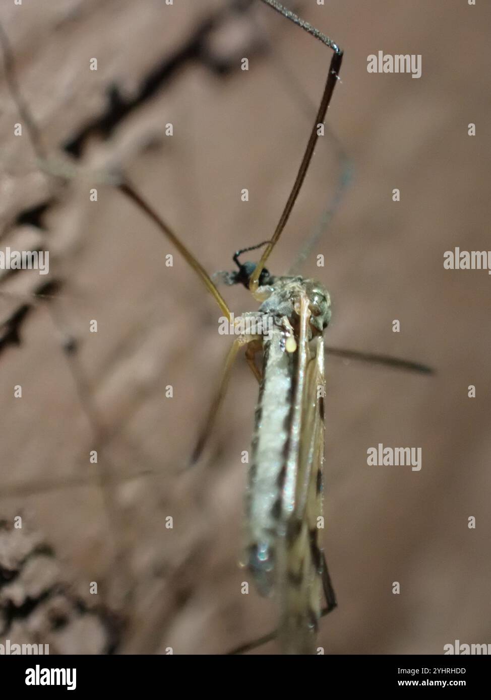 Crane Flies (Tipulomorpha Stock Photo - Alamy