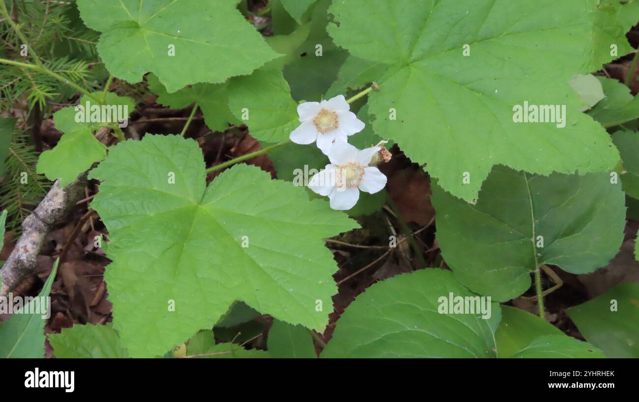 thimbleberry (Rubus parviflorus Stock Photo - Alamy