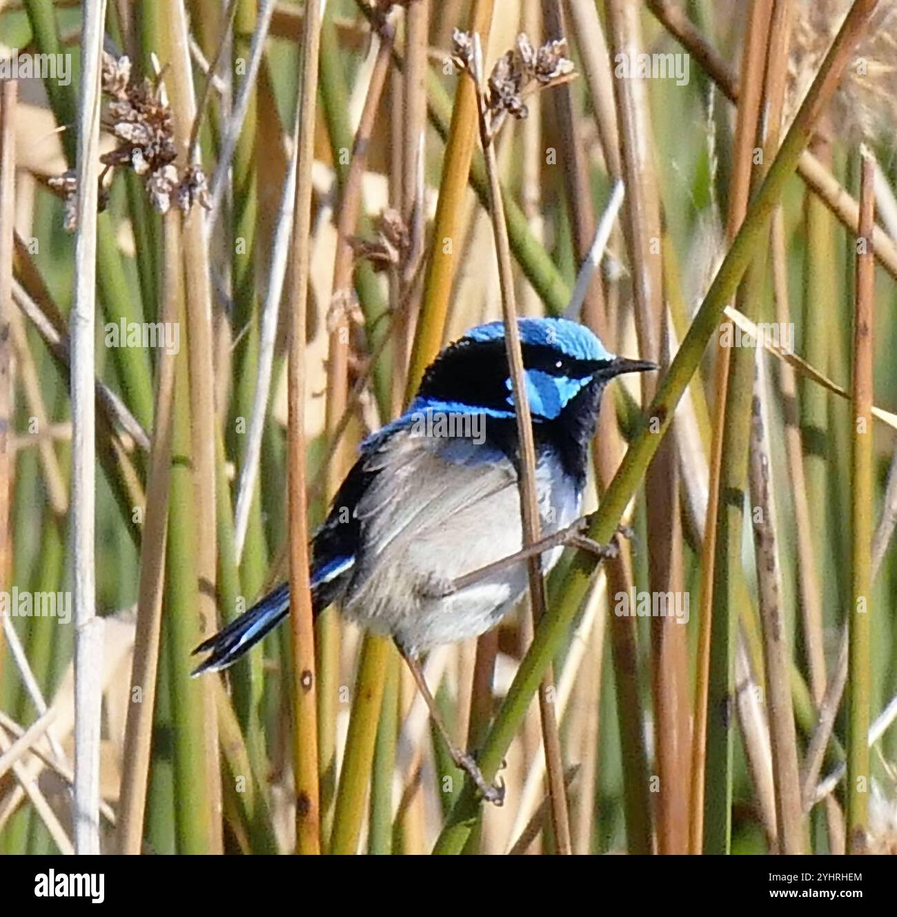 Superb Fairywren (Malurus cyaneus Stock Photo - Alamy