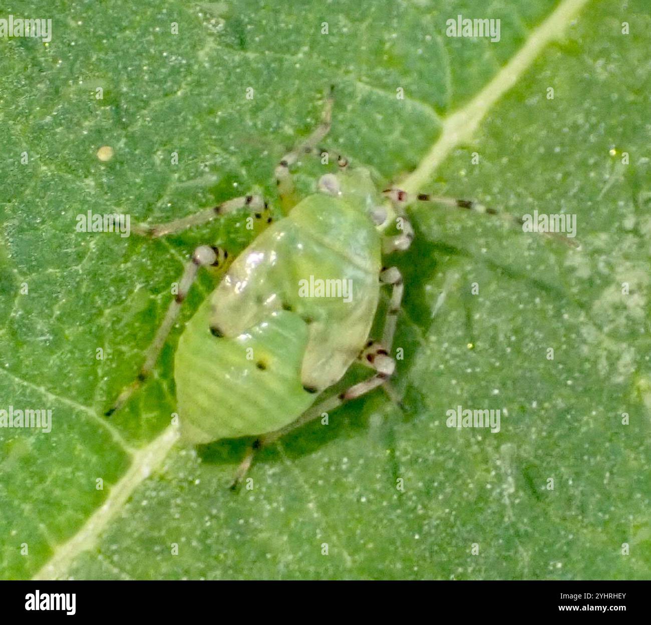 Three Spotted Nettle Bug (Liocoris tripustulatus Stock Photo - Alamy