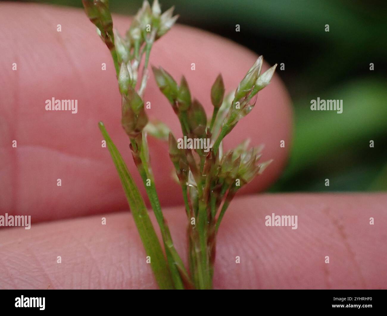 Rushes and Allies (Juncaceae Stock Photo - Alamy