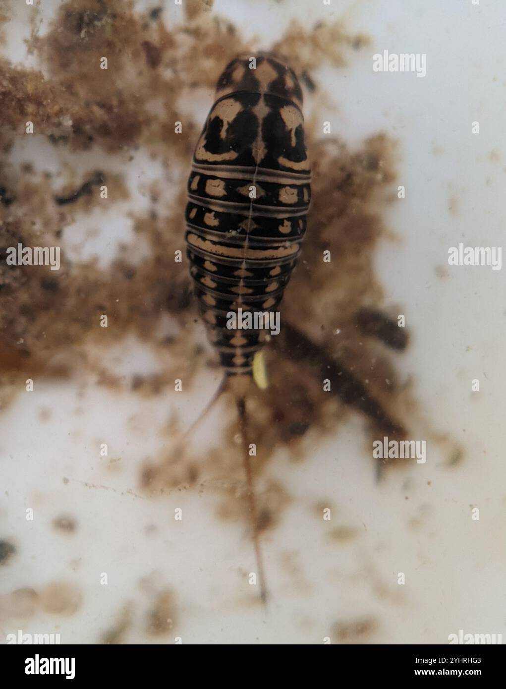 Squeak beetle hi-res stock photography and images - Alamy