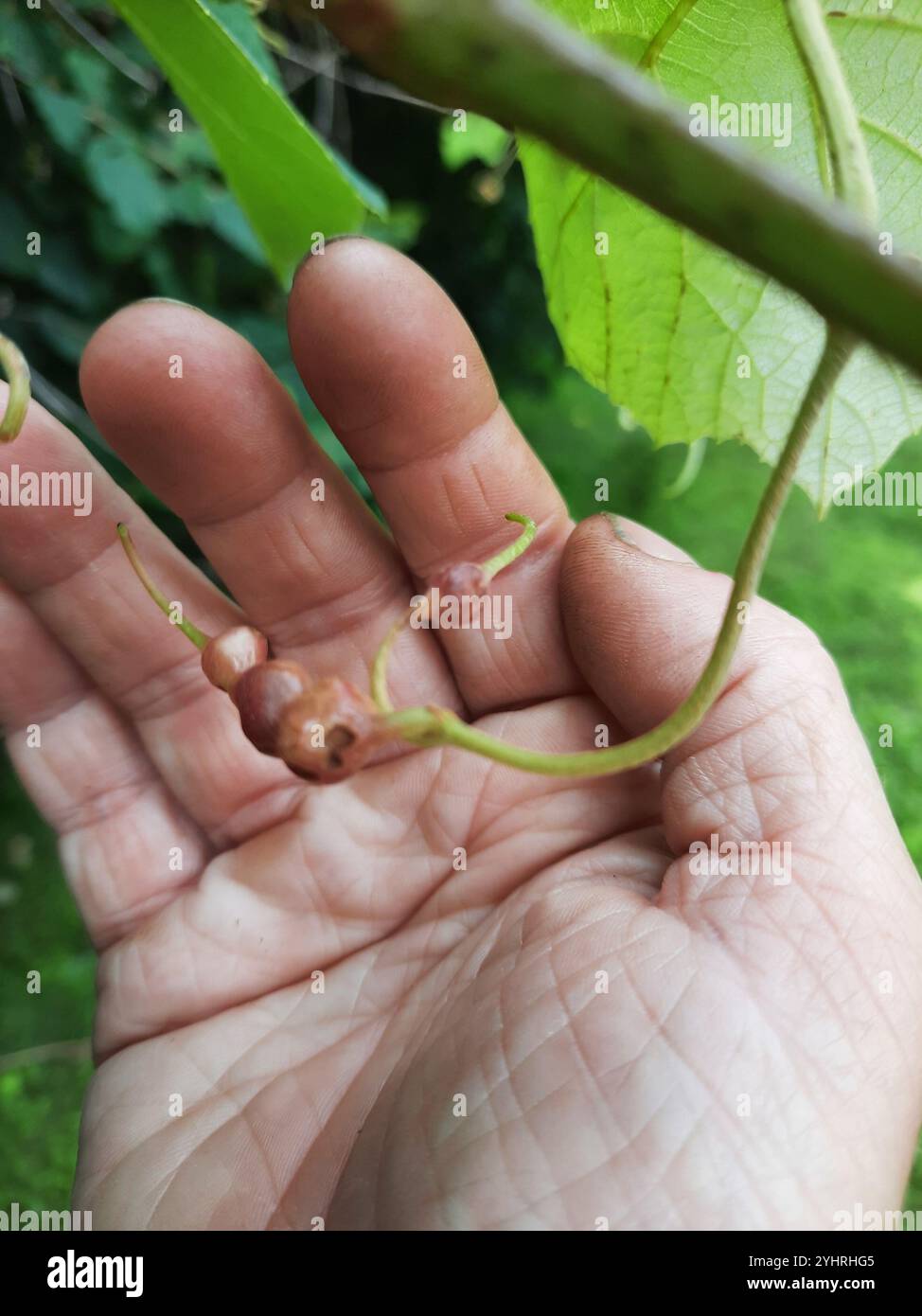 Grape Tumid Gallmaker Midge (Vitisiella brevicauda Stock Photo - Alamy