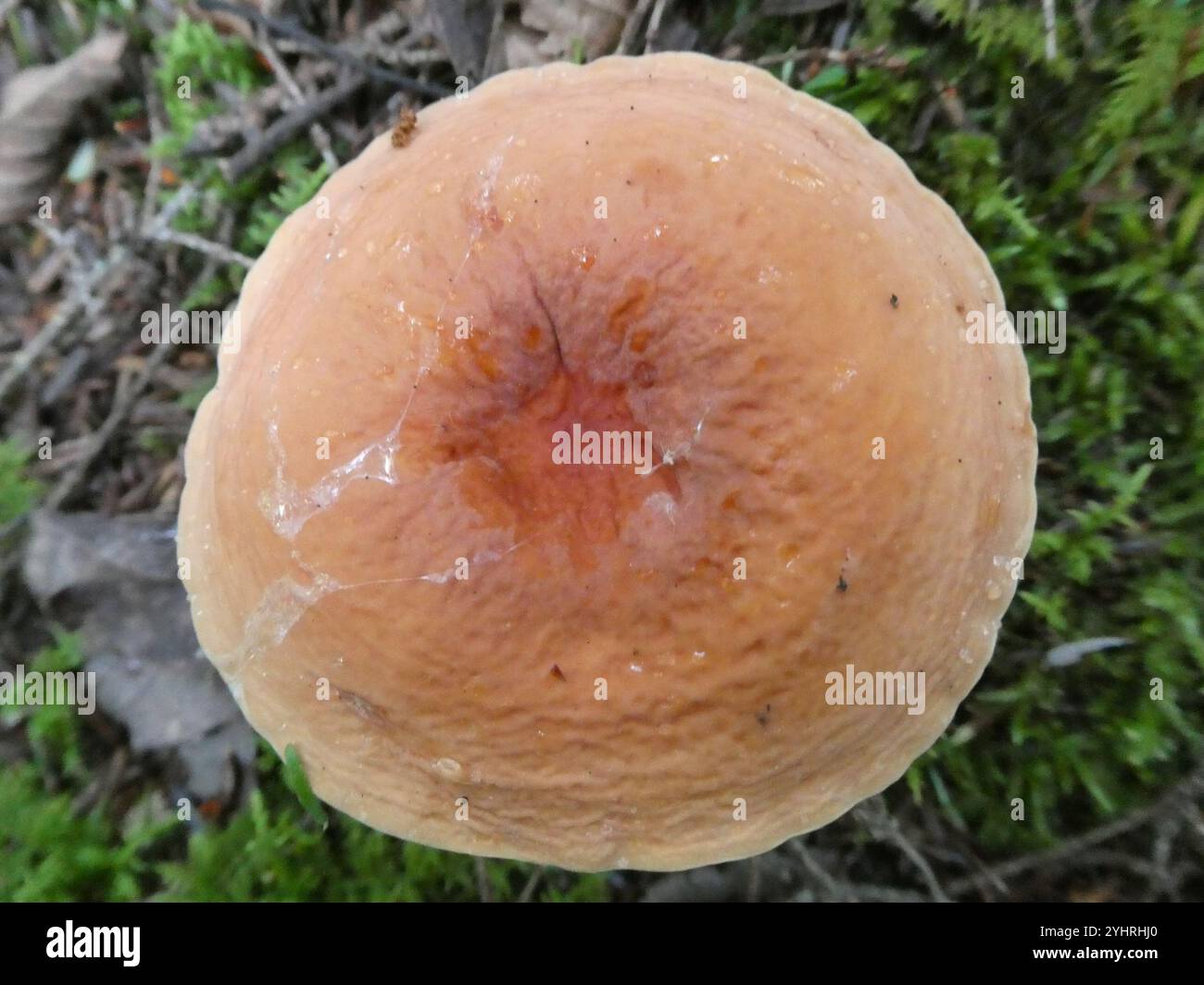 hygrophorus milkcap (Lactifluus hygrophoroides Stock Photo - Alamy