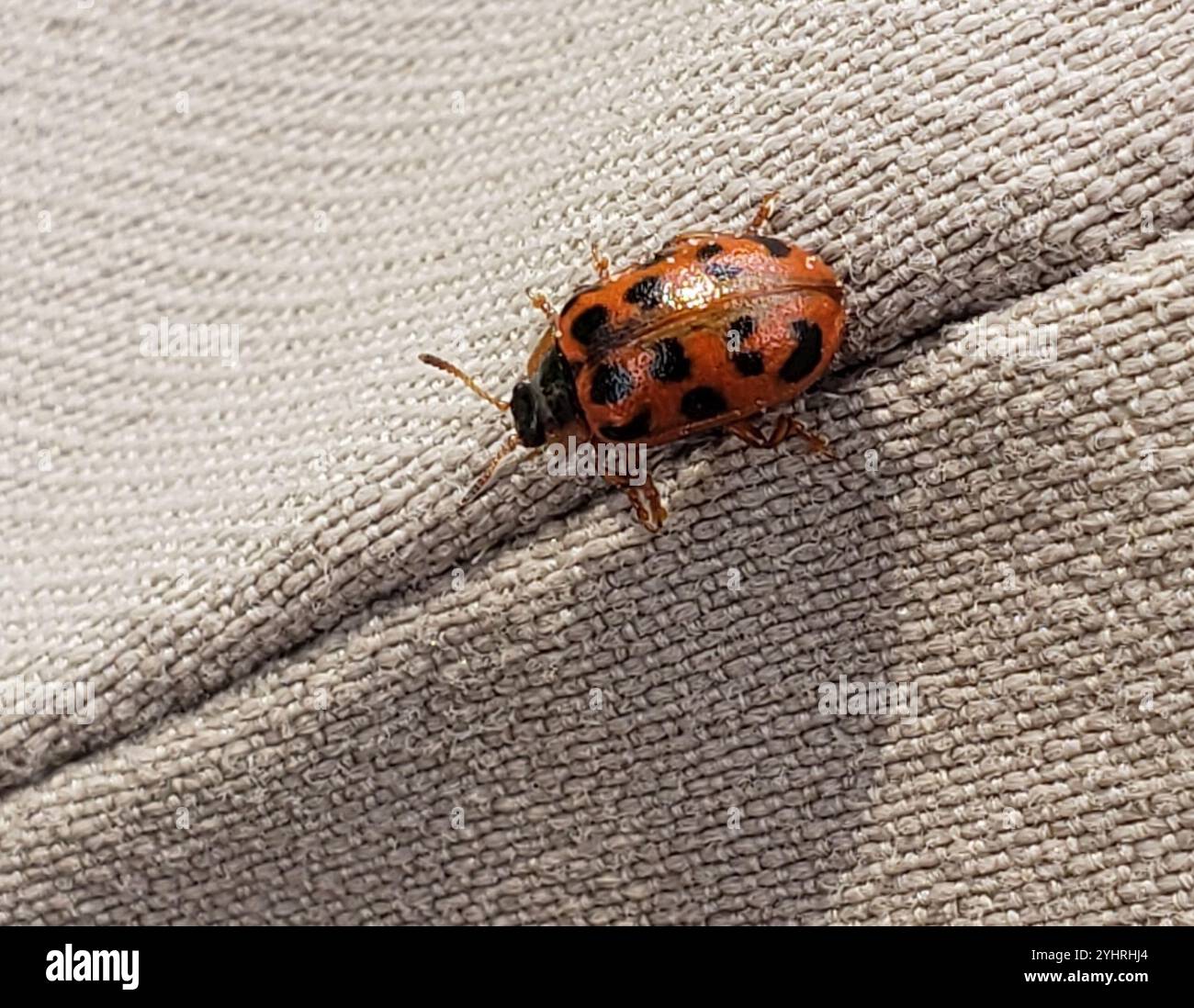 Cucujiform Beetles (Cucujiformia Stock Photo - Alamy
