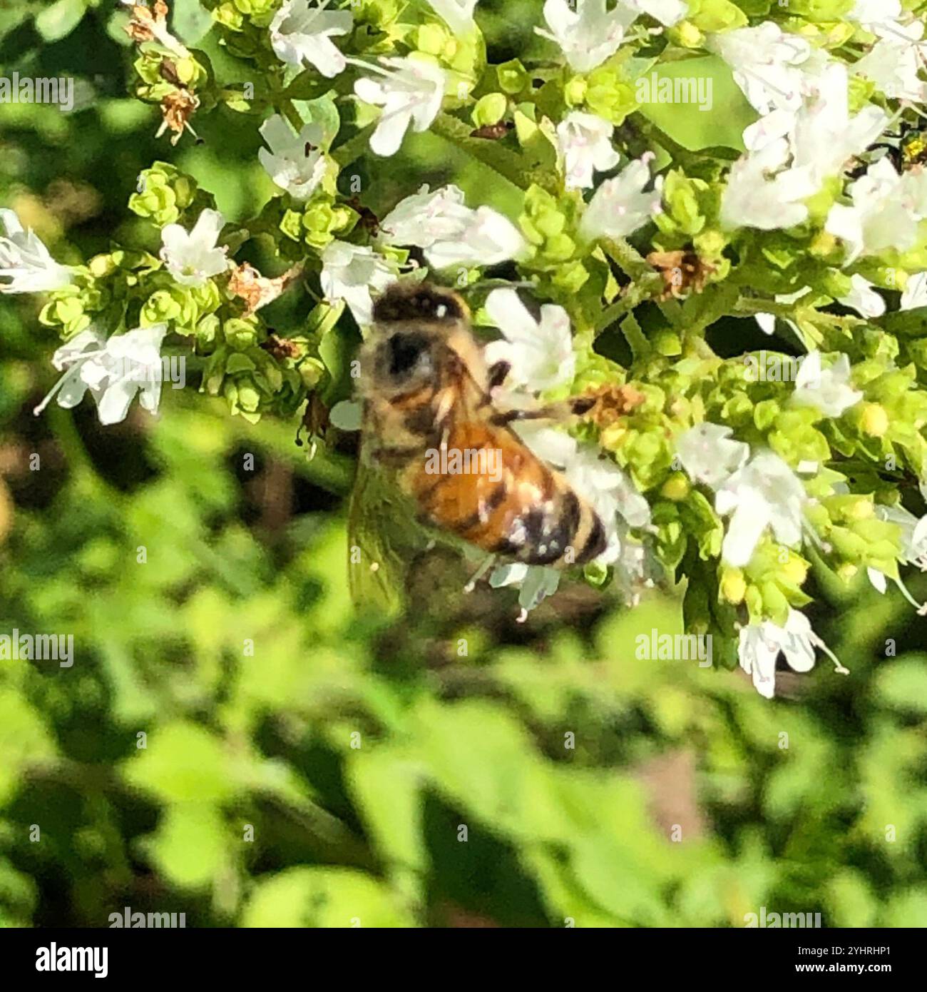 Western Honey Bee (Apis mellifera Stock Photo - Alamy