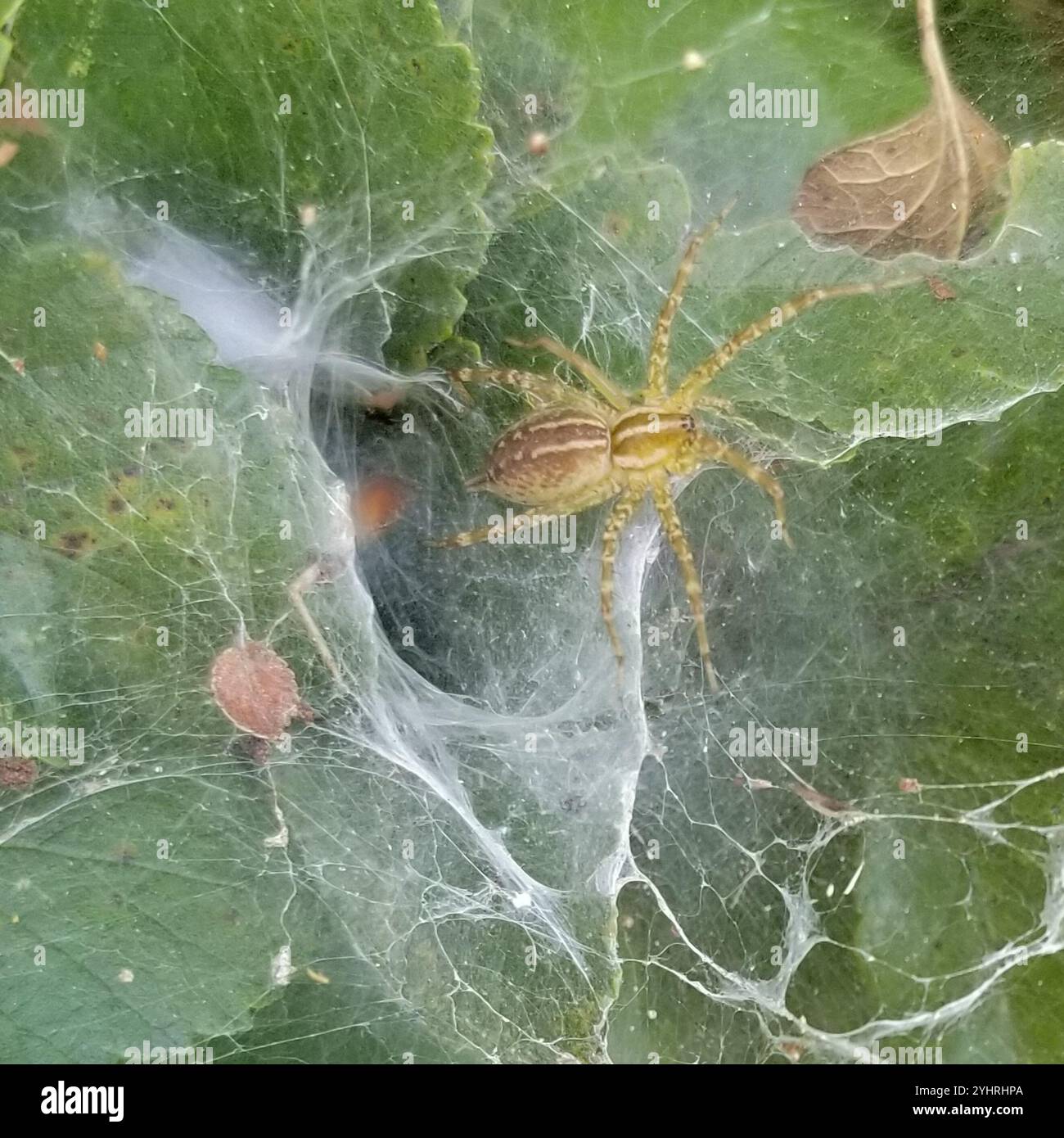Grass Spiders (Agelenopsis Stock Photo - Alamy