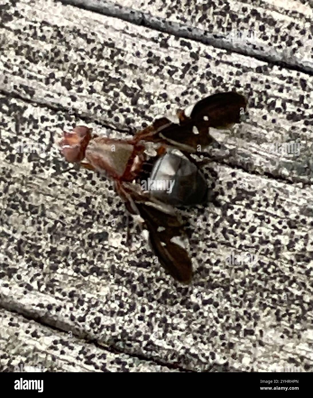 Common Picture-winged Fly (Delphinia picta Stock Photo - Alamy