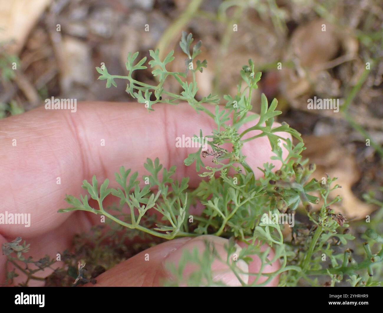 Common ramping fumitory hi-res stock photography and images - Alamy