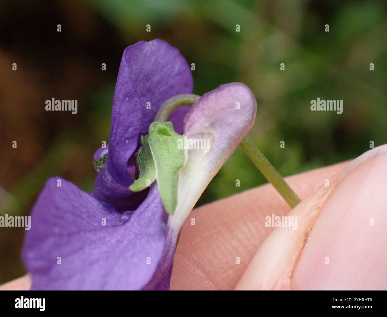 hookedspur violet (Viola adunca Stock Photo - Alamy