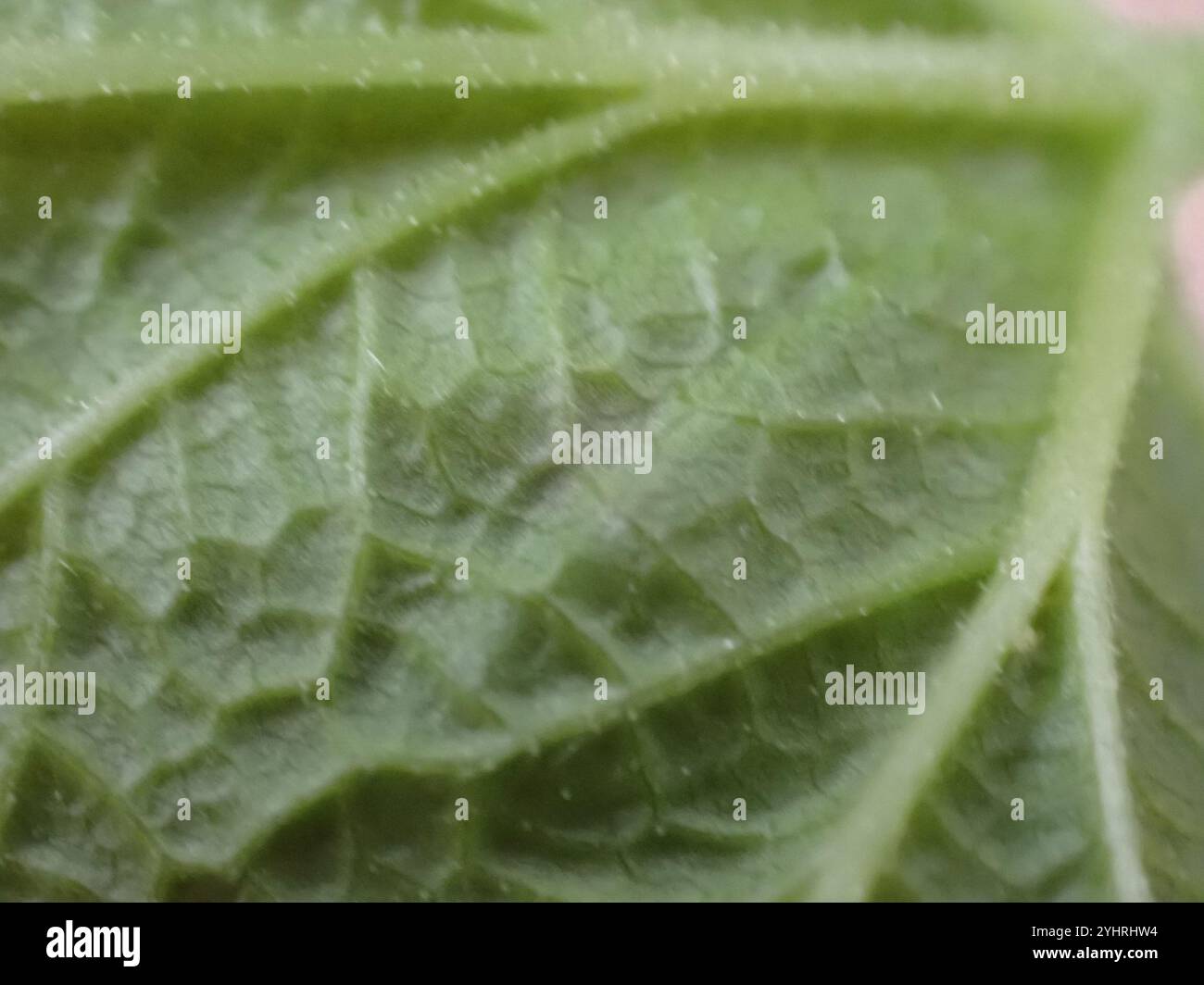 thimbleberry (Rubus parviflorus Stock Photo - Alamy