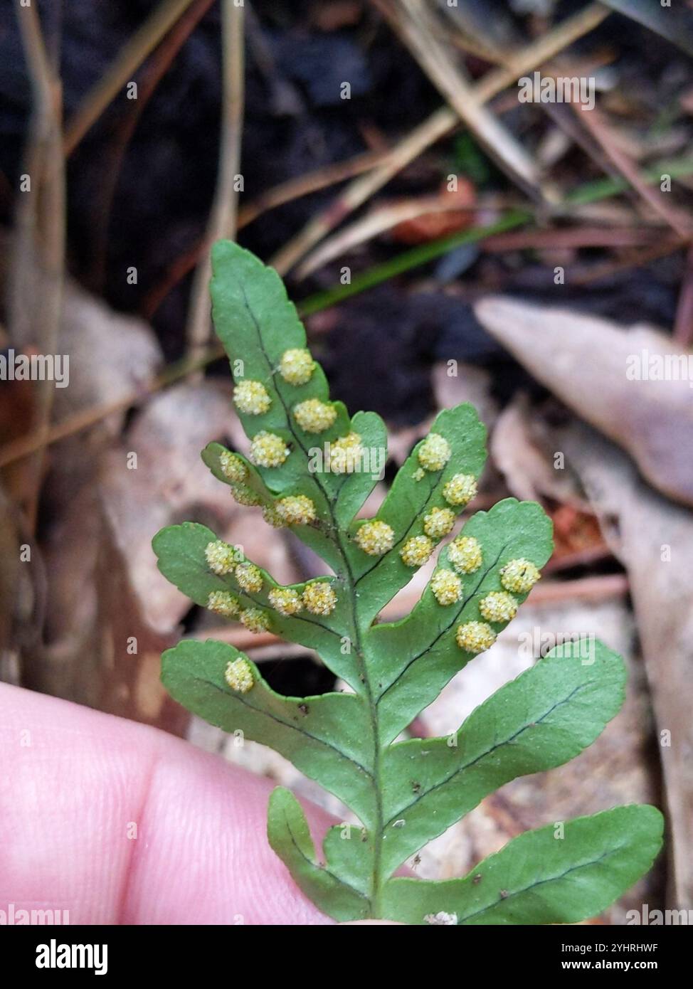 rock polypody (Polypodium virginianum Stock Photo - Alamy
