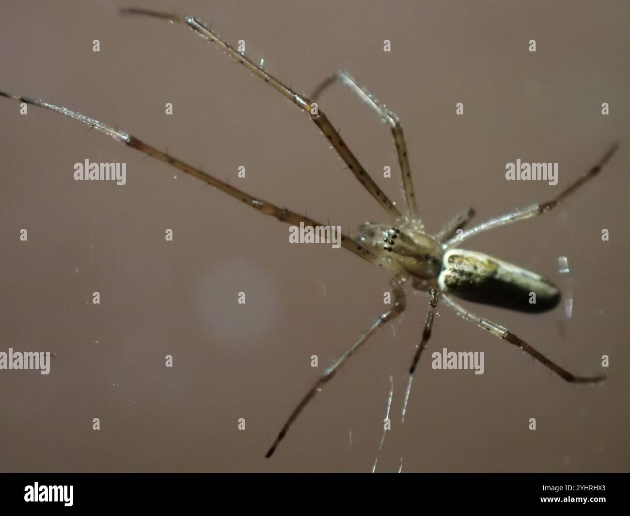 Stretch Spiders (Tetragnatha Stock Photo - Alamy