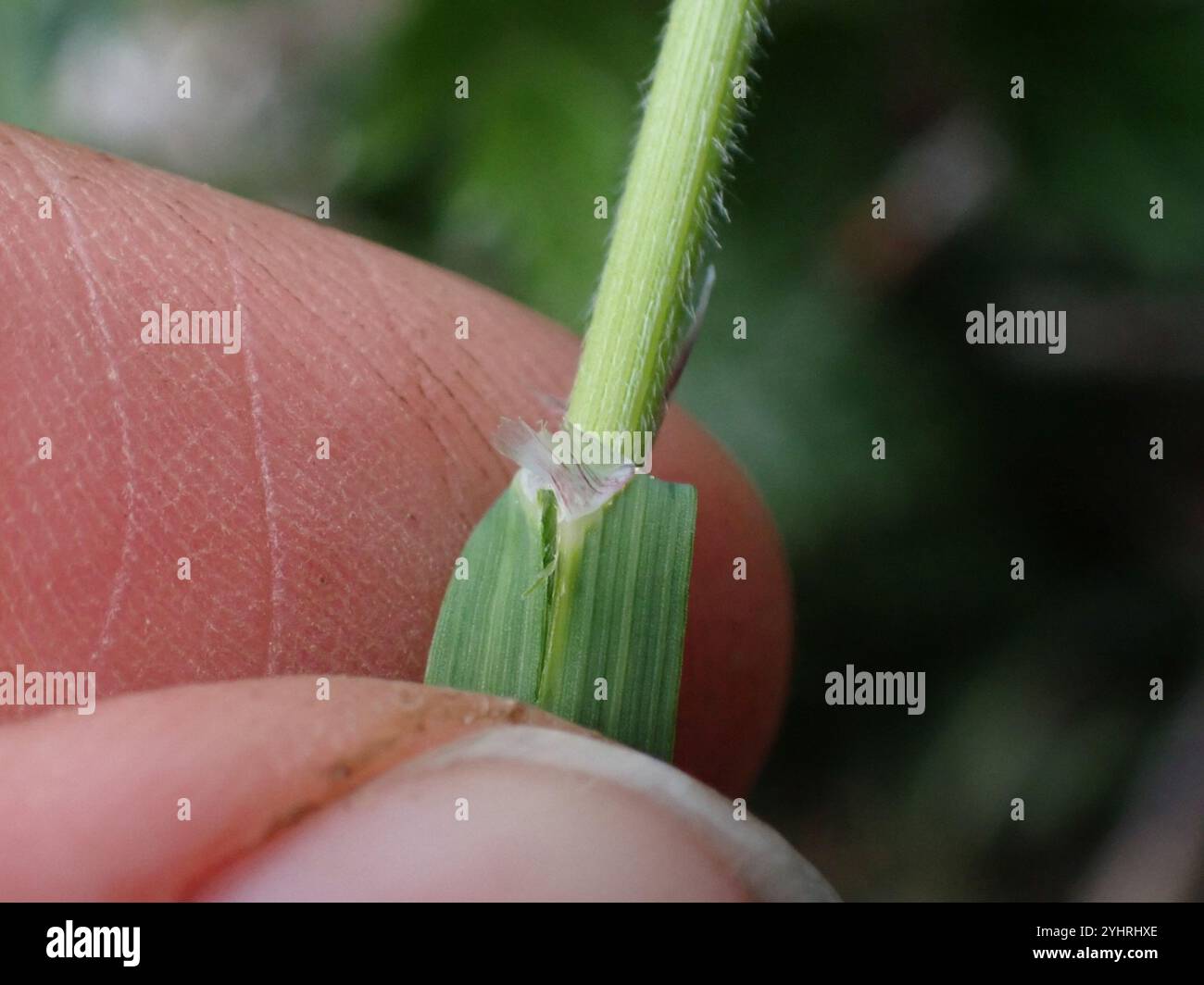 Alaska Oniongrass (Melica subulata Stock Photo - Alamy
