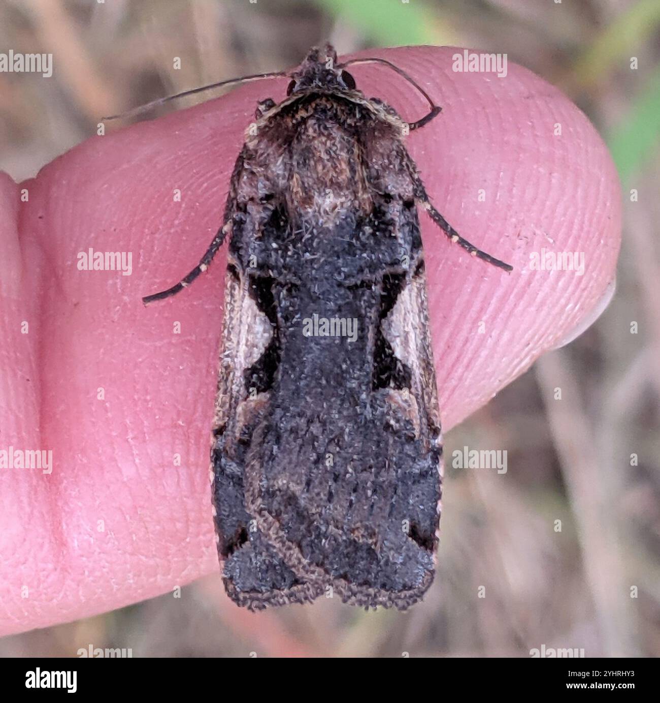 Setaceous Hebrew Character (Xestia c-nigrum Stock Photo - Alamy