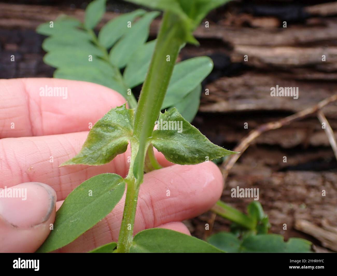 giant vetch (Vicia gigantea Stock Photo - Alamy