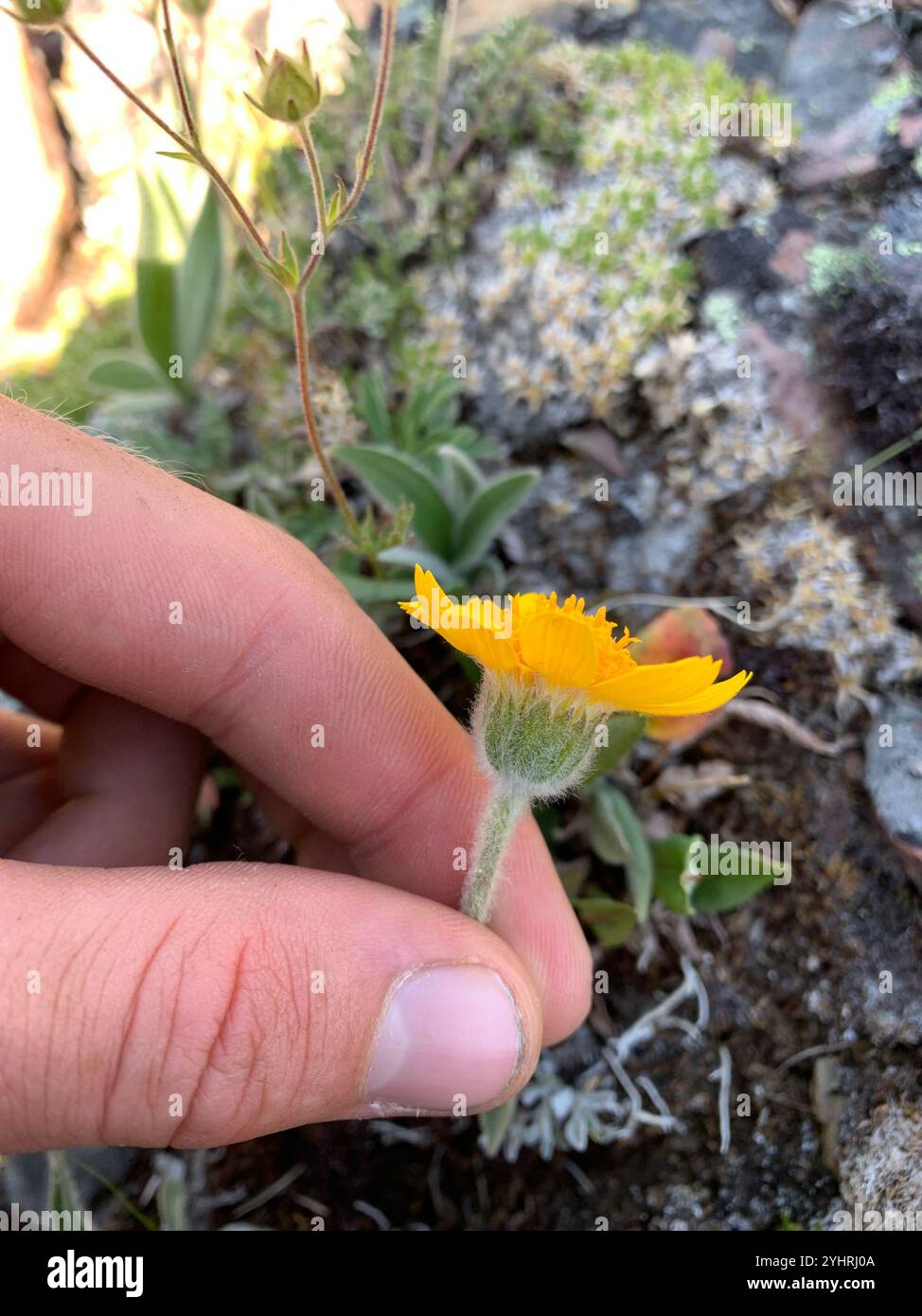 Alpine Arnica (Arnica angustifolia tomentosa Stock Photo - Alamy