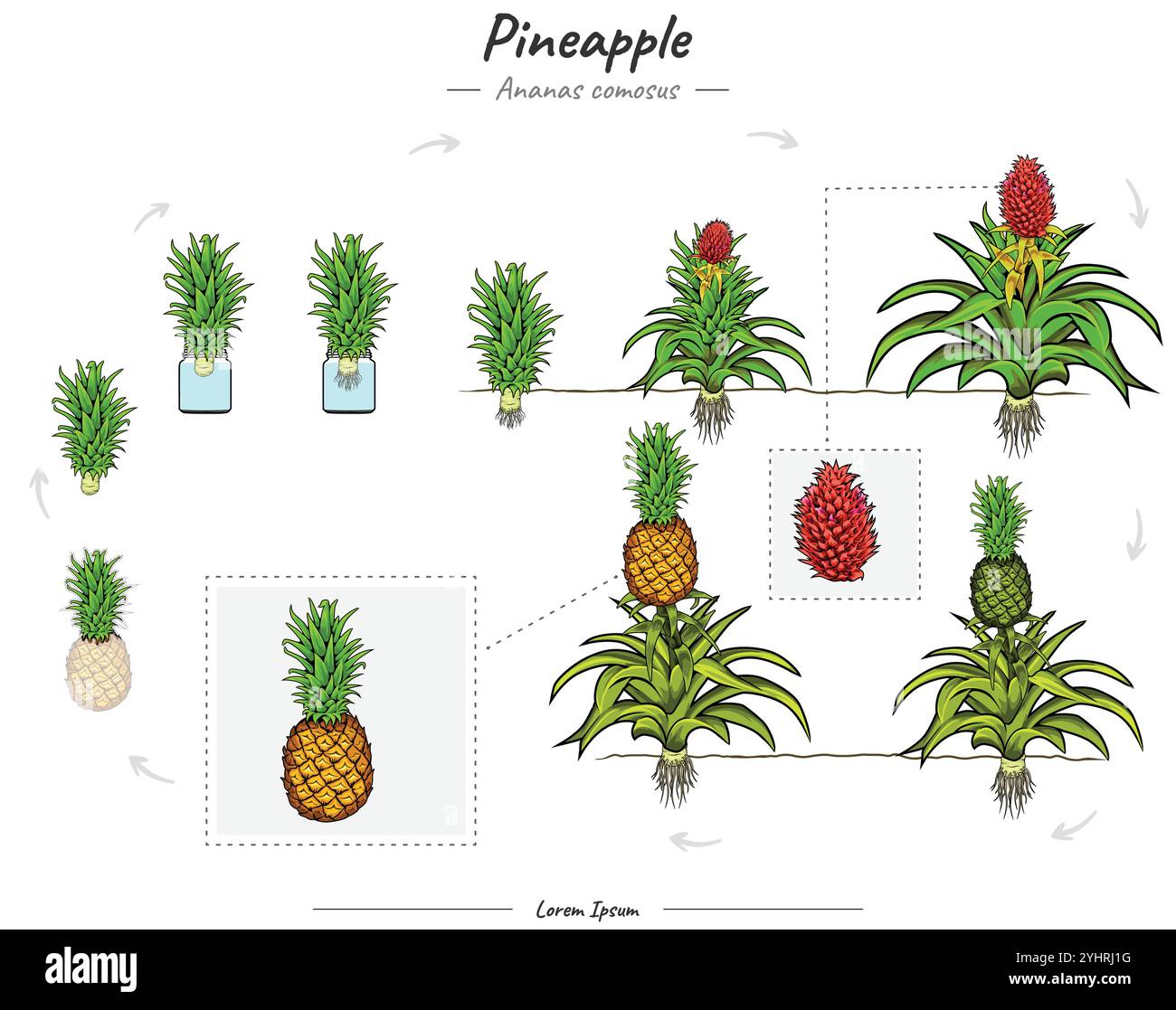 Development of Growing Pineapple Ananas comosus Stock Vector Image ...