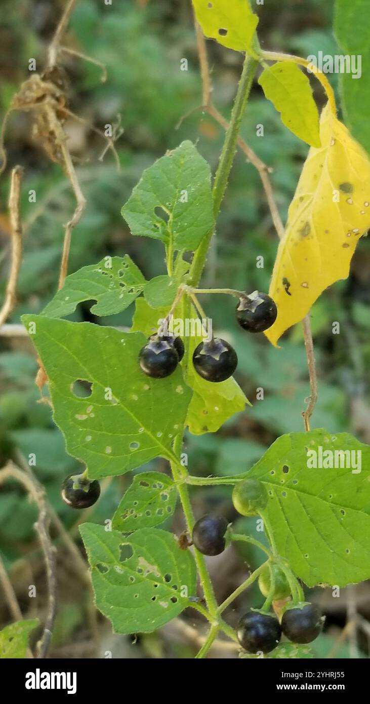 greenspot nightshade (Solanum douglasii Stock Photo - Alamy