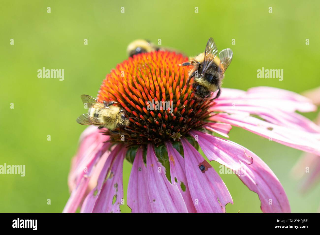 Yellow-banded Bumble Bee (Bombus terricola Stock Photo - Alamy