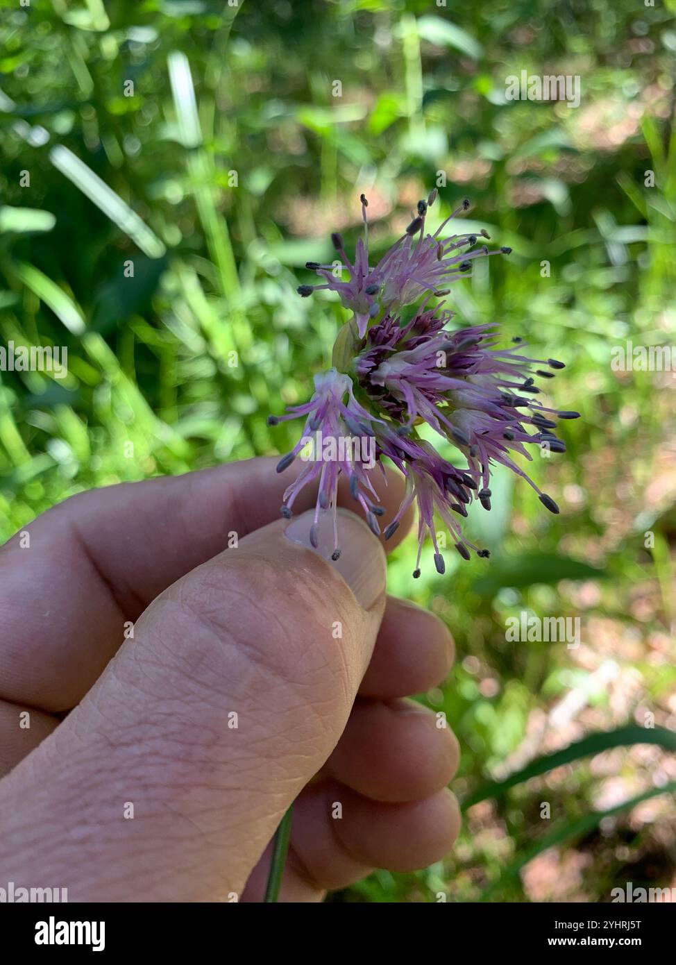 Swamp Onion (Allium validum Stock Photo - Alamy