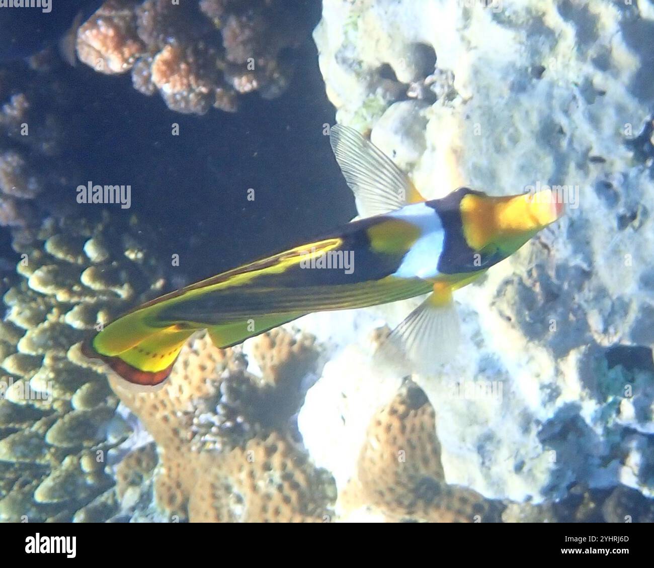 Red Sea Raccoon Butterflyfish (Chaetodon fasciatus Stock Photo - Alamy