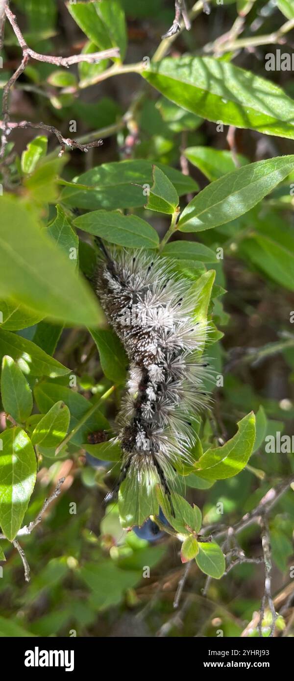 Sharp-lined Tussock Moth (Dasychira dorsipennata Stock Photo - Alamy