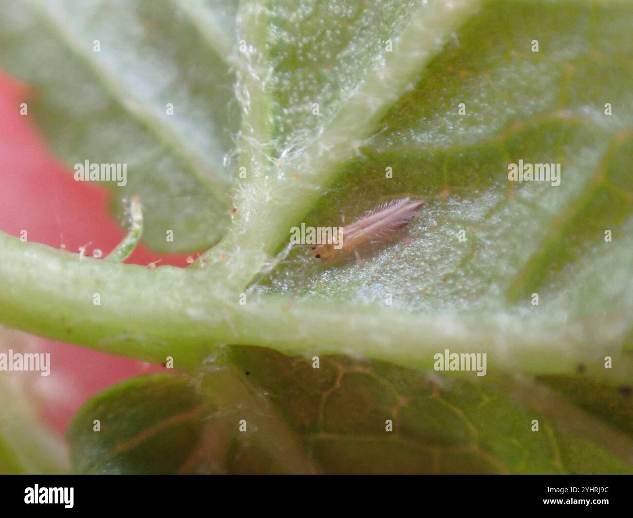 Common Thrips (Thripidae Stock Photo - Alamy