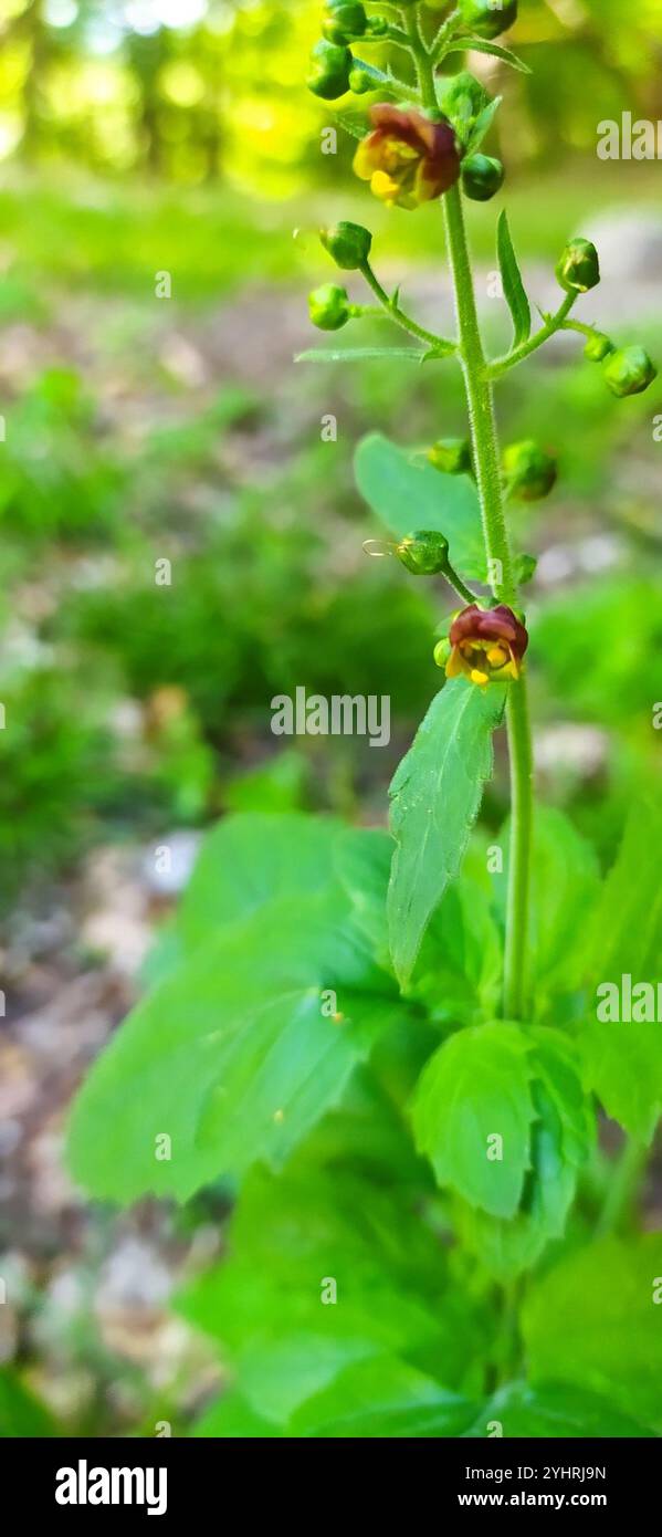 Italian Figwort (Scrophularia scopolii Stock Photo - Alamy