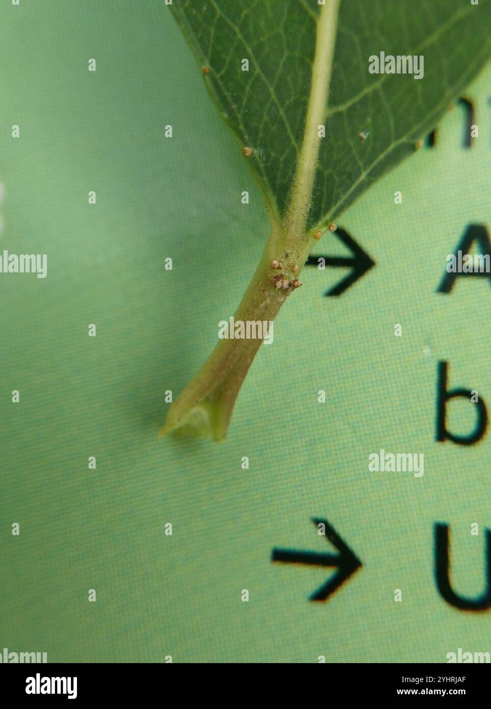 Almond Willow (Salix triandra Stock Photo - Alamy