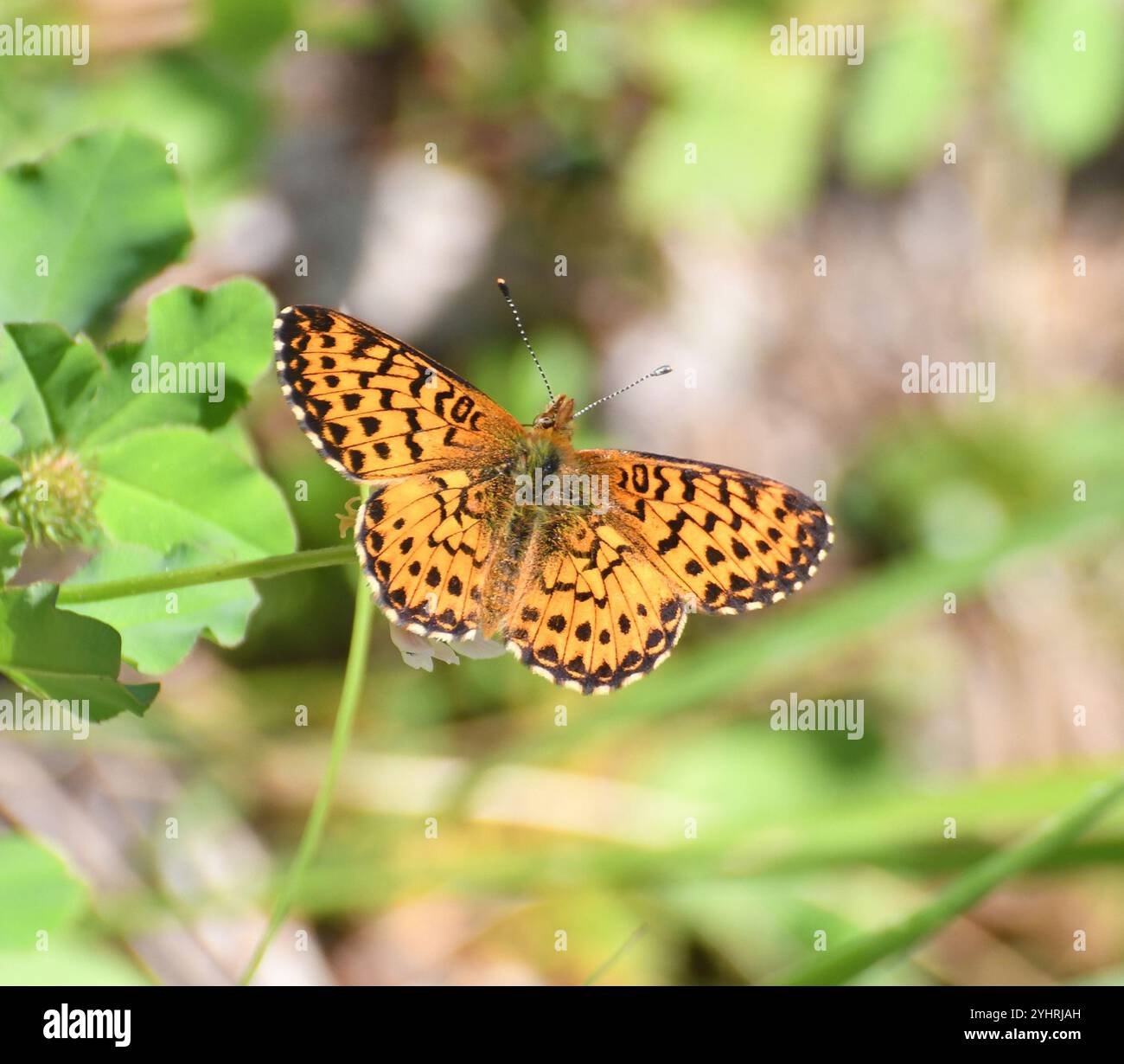 Arctic Fritillary (Boloria chariclea Stock Photo - Alamy
