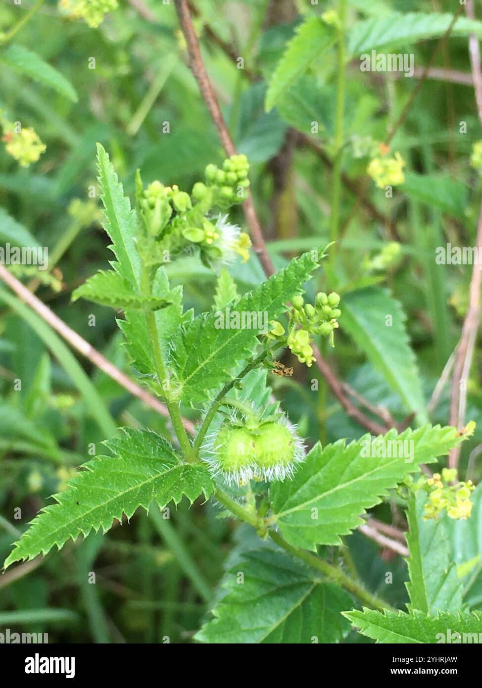 Nettleleaf Noseburn (Tragia urticifolia Stock Photo - Alamy