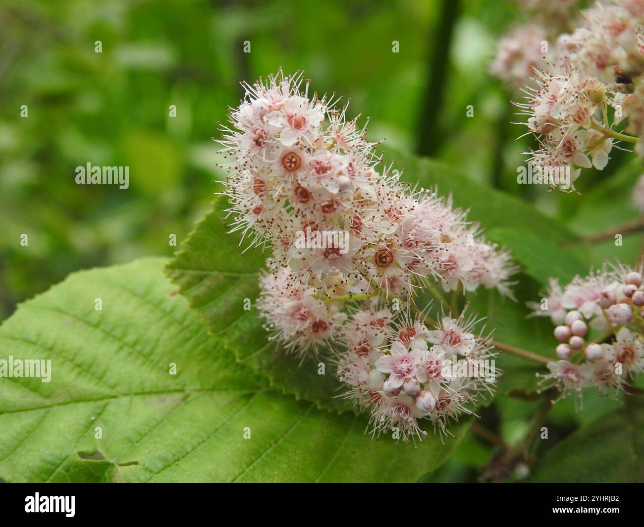 white meadowsweet (Spiraea alba Stock Photo - Alamy