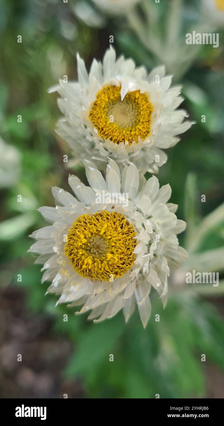 Coronidium hi-res stock photography and images - Alamy