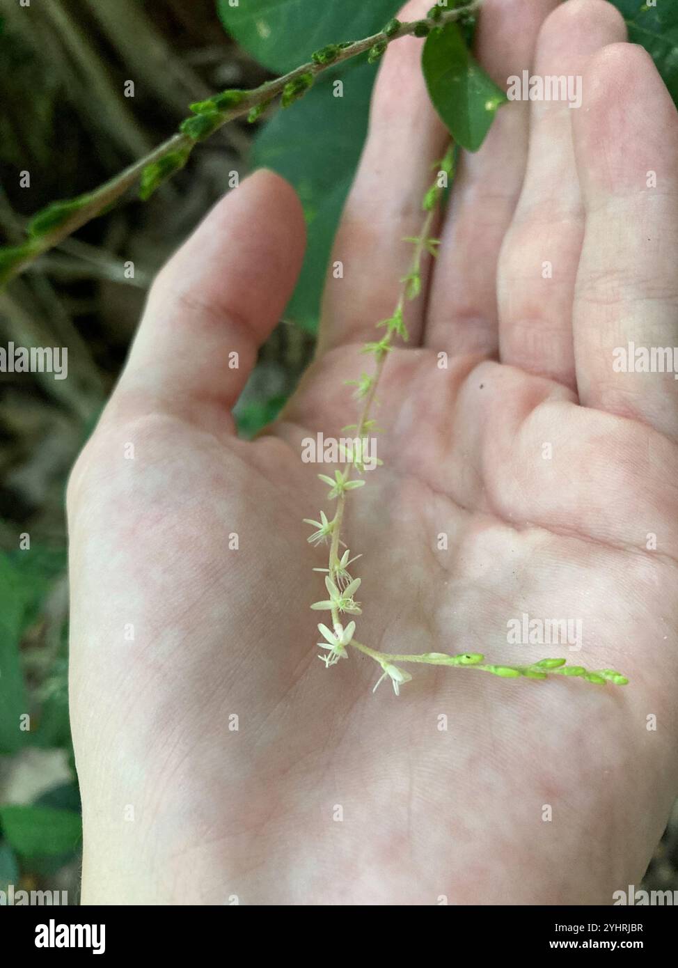 Guinea Hen Weed (Petiveria alliacea Stock Photo - Alamy