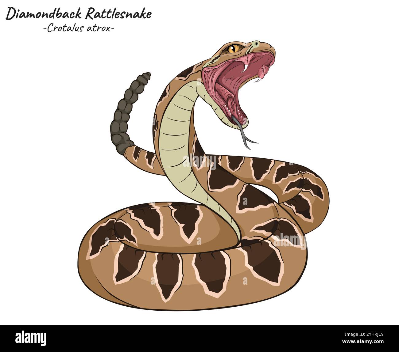 Diamondback Rattlesnake Crotalus atrox illustration Stock Vector Image ...
