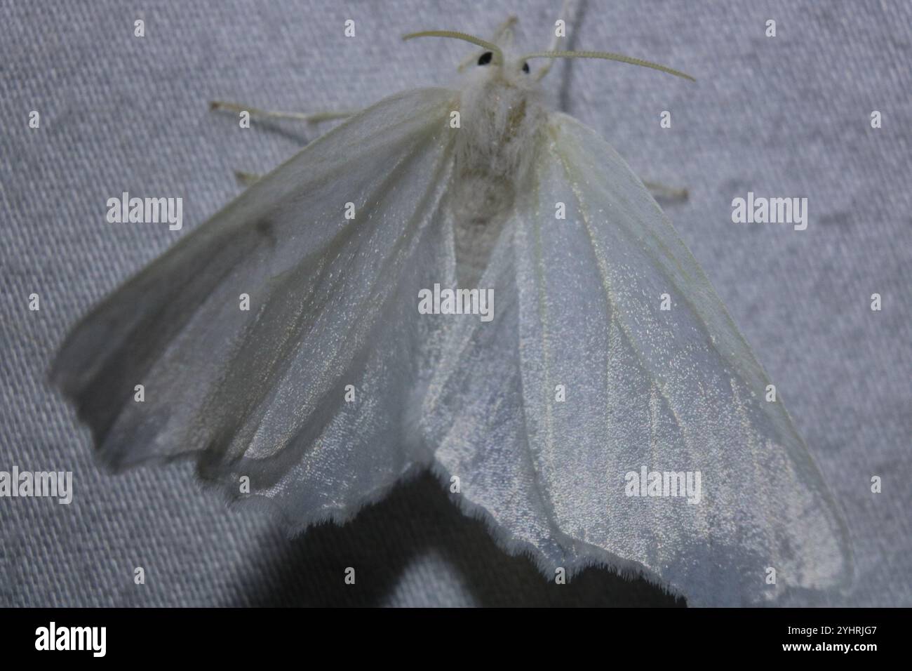 Ennomos subsignaria hi-res stock photography and images - Alamy