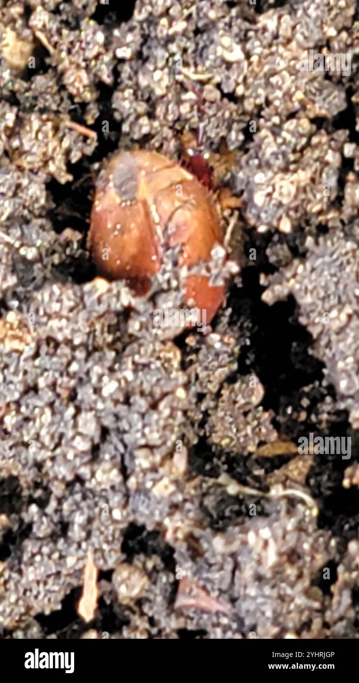 Maladera hi-res stock photography and images - Alamy