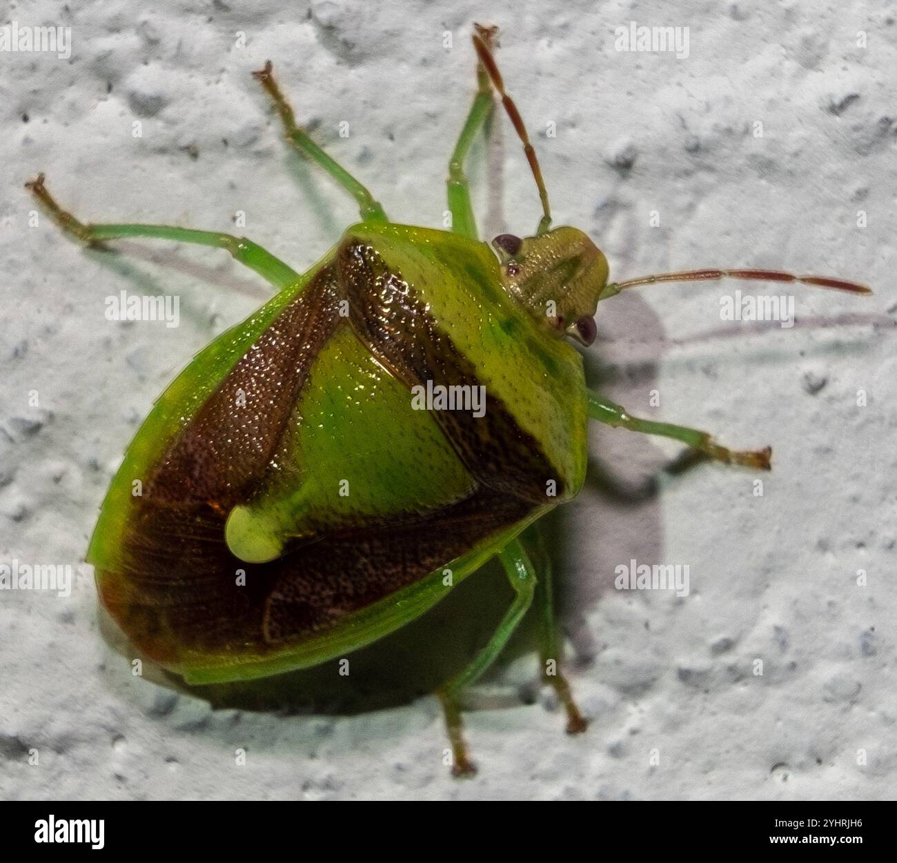 Green Burgundy Stink Bug (Banasa dimidiata Stock Photo - Alamy
