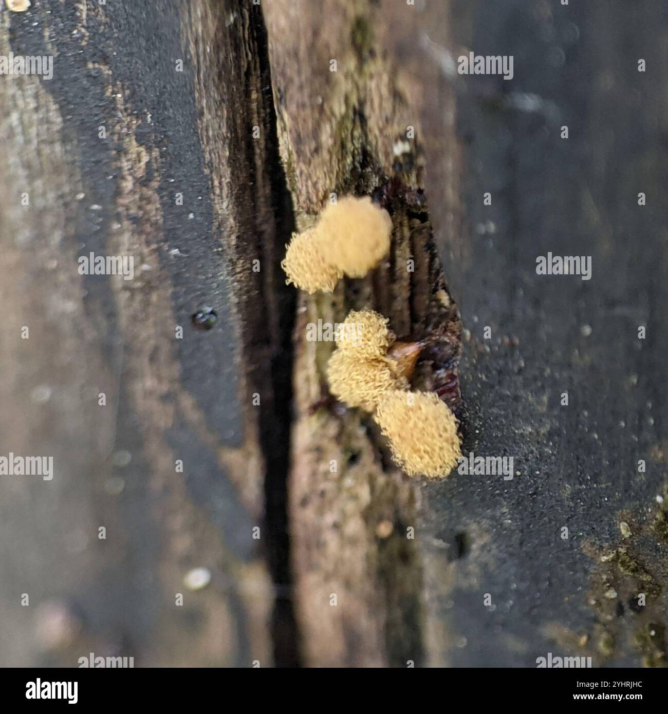 Push Pin Slime Mold (Hemitrichia calyculata Stock Photo - Alamy