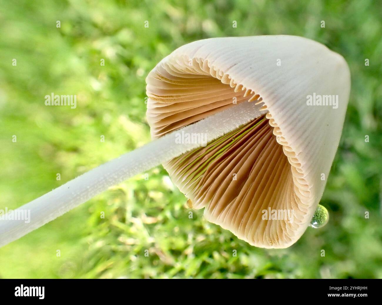 white dunce cap (Conocybe apala albipes Stock Photo - Alamy