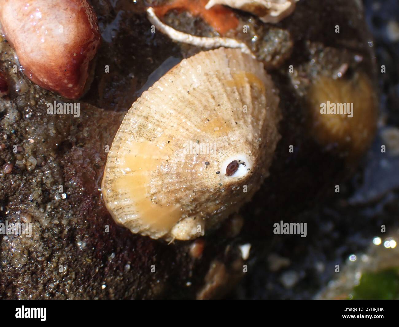 Diodora aspera hi-res stock photography and images - Alamy