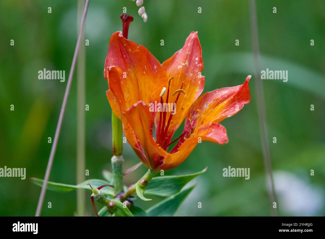 fire lily (Lilium bulbiferum Stock Photo - Alamy