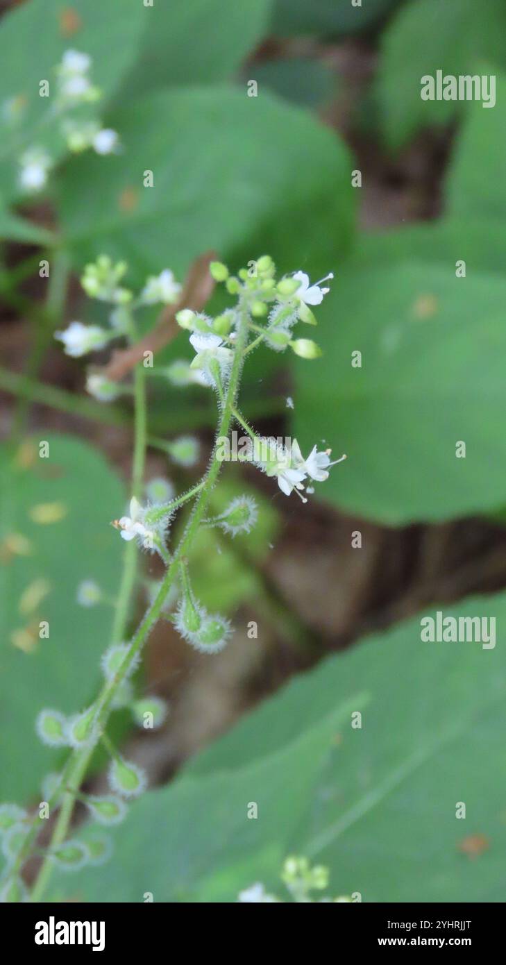 broadleaf enchanter's nightshade (Circaea canadensis Stock Photo - Alamy