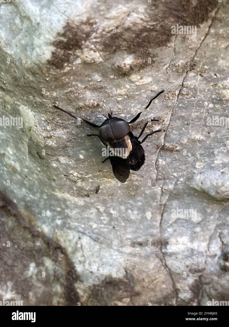Western Black Horse Fly (Tabanus punctifer Stock Photo - Alamy