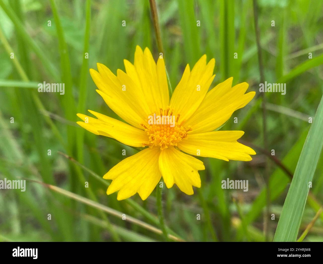 Lance-leaved Coreopsis (Coreopsis lanceolata Stock Photo - Alamy