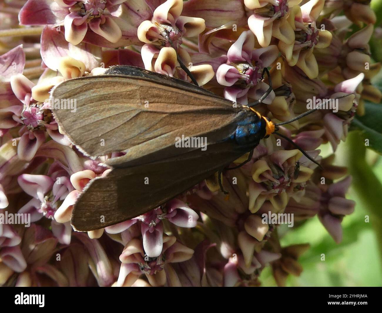 Virginia Ctenucha Moth (Ctenucha virginica Stock Photo - Alamy