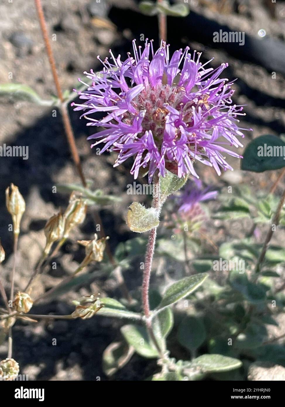 Coyote Mint (Monardella villosa Stock Photo - Alamy