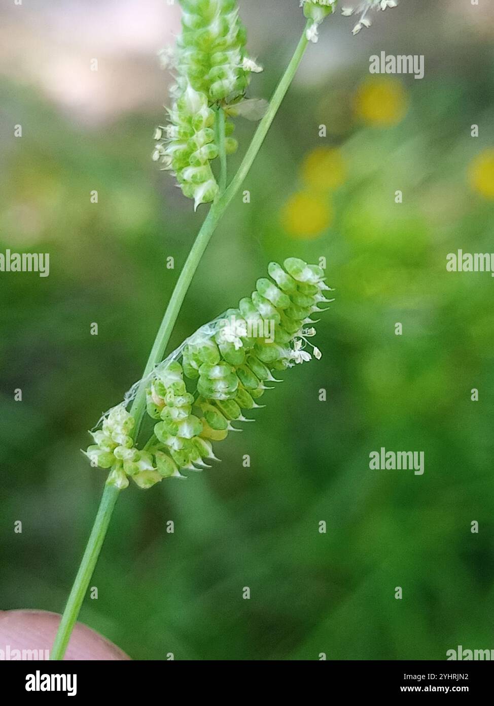 american slough grass (Beckmannia syzigachne Stock Photo - Alamy